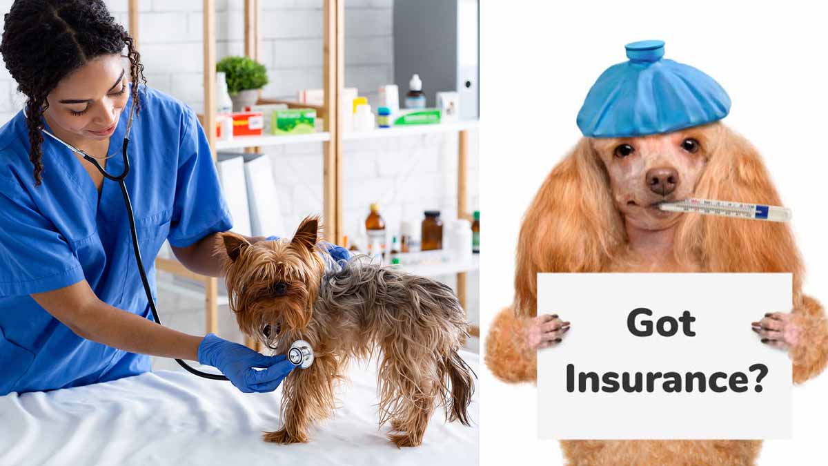 Best Dog Insurance in USA - Mstwotoes