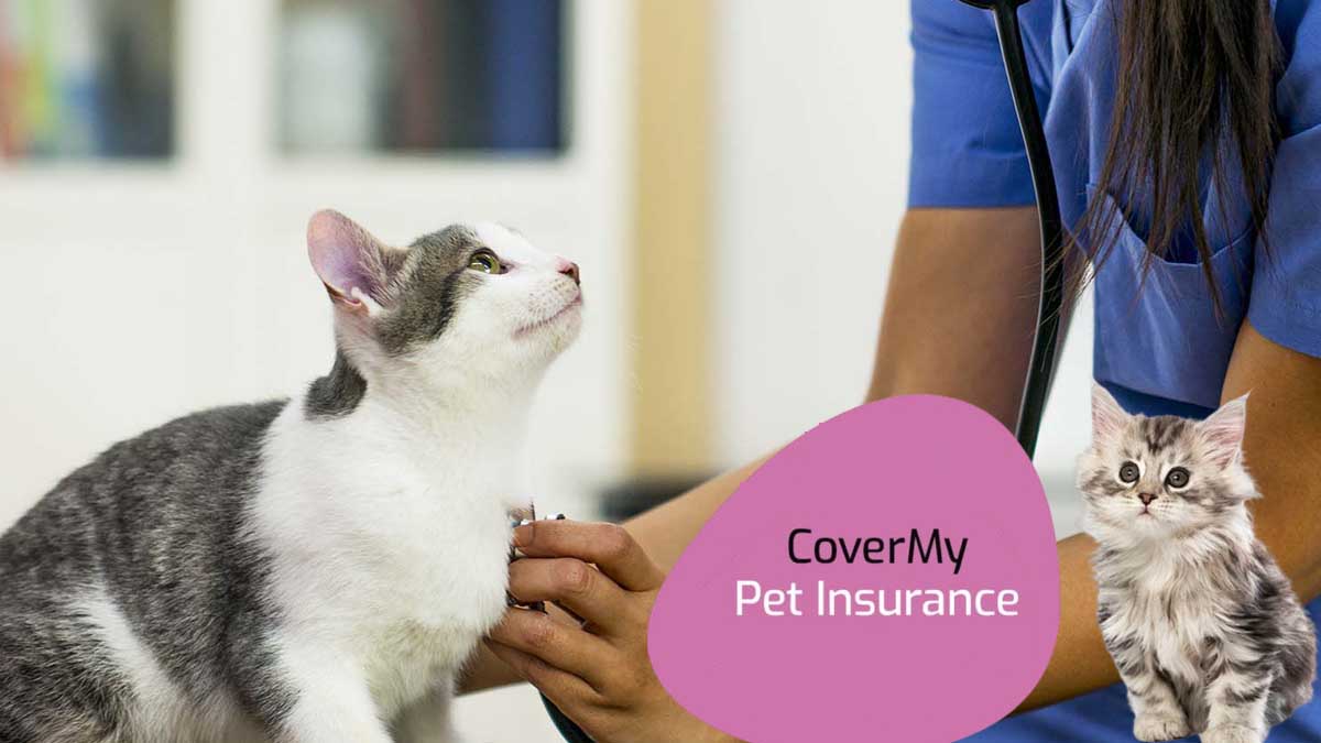 Top 10 Cat Insurance in USA - Mstwotoes
